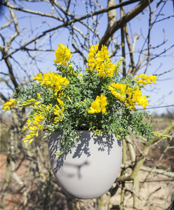 Cytisus decumbens, Kissenginster