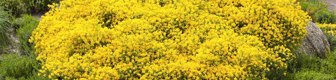 Cytisus x beanii 'Osiris', Duftender Kriechginster 'Osiris'