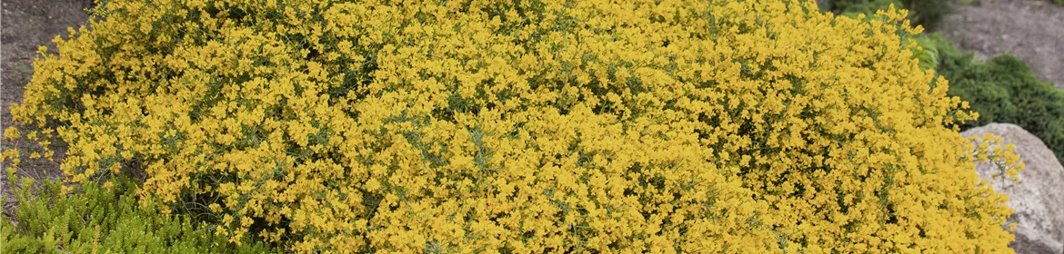 Cytisus x beanii, Duftender Kriechginster