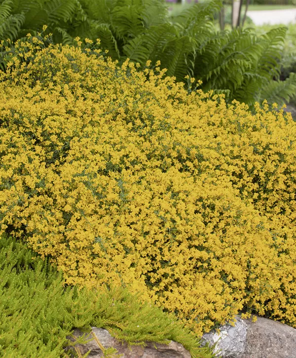 Cytisus x beanii, Duftender Kriechginster