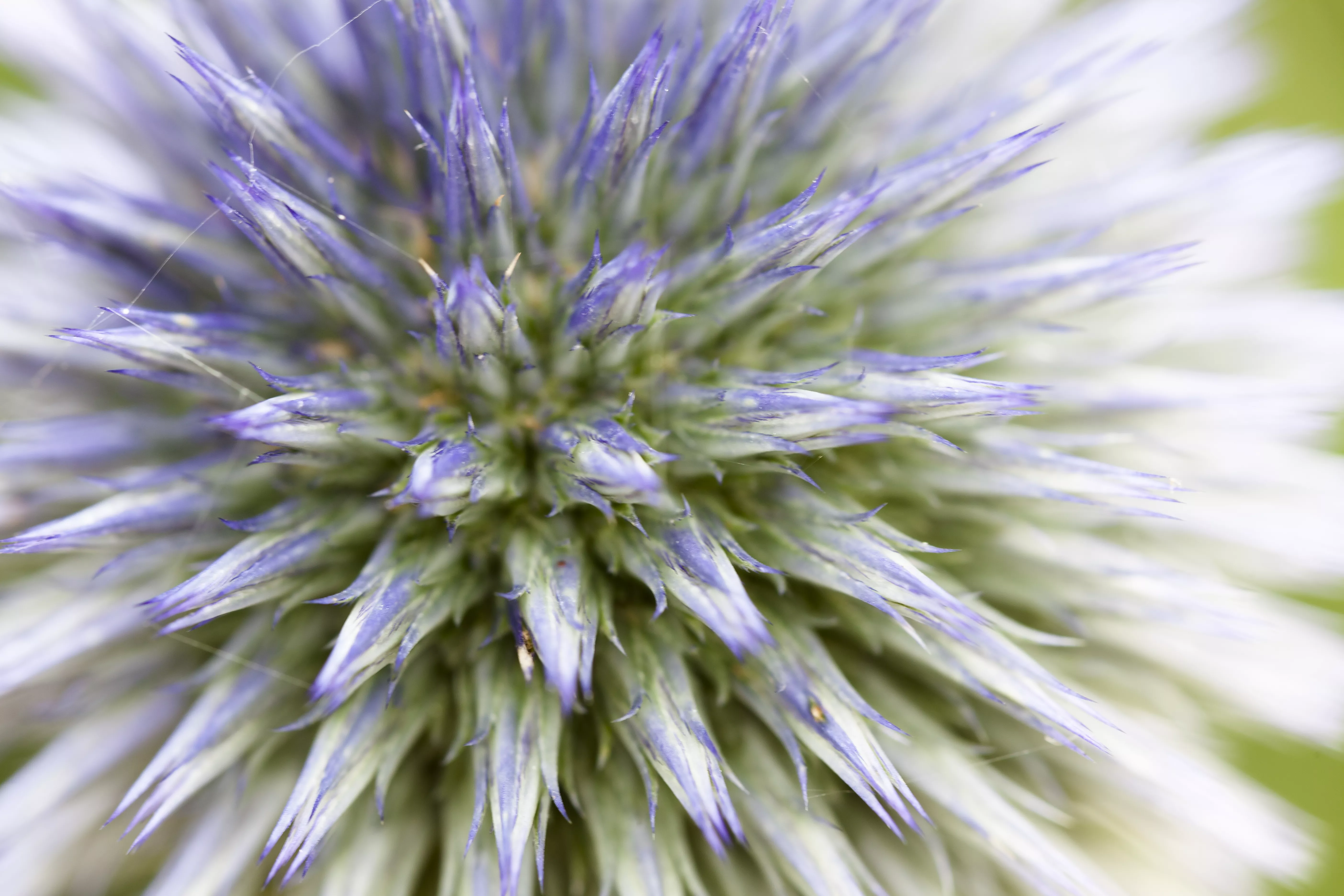 Echinops ritro, Kugeldistel