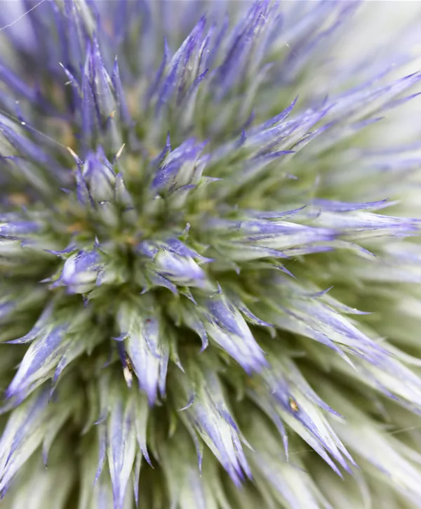 Echinops ritro, Kugeldistel