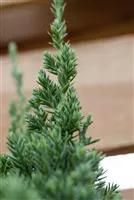 Juniperus chinensis 'Robusta Green', Strauchwacholder 'Robust Green'