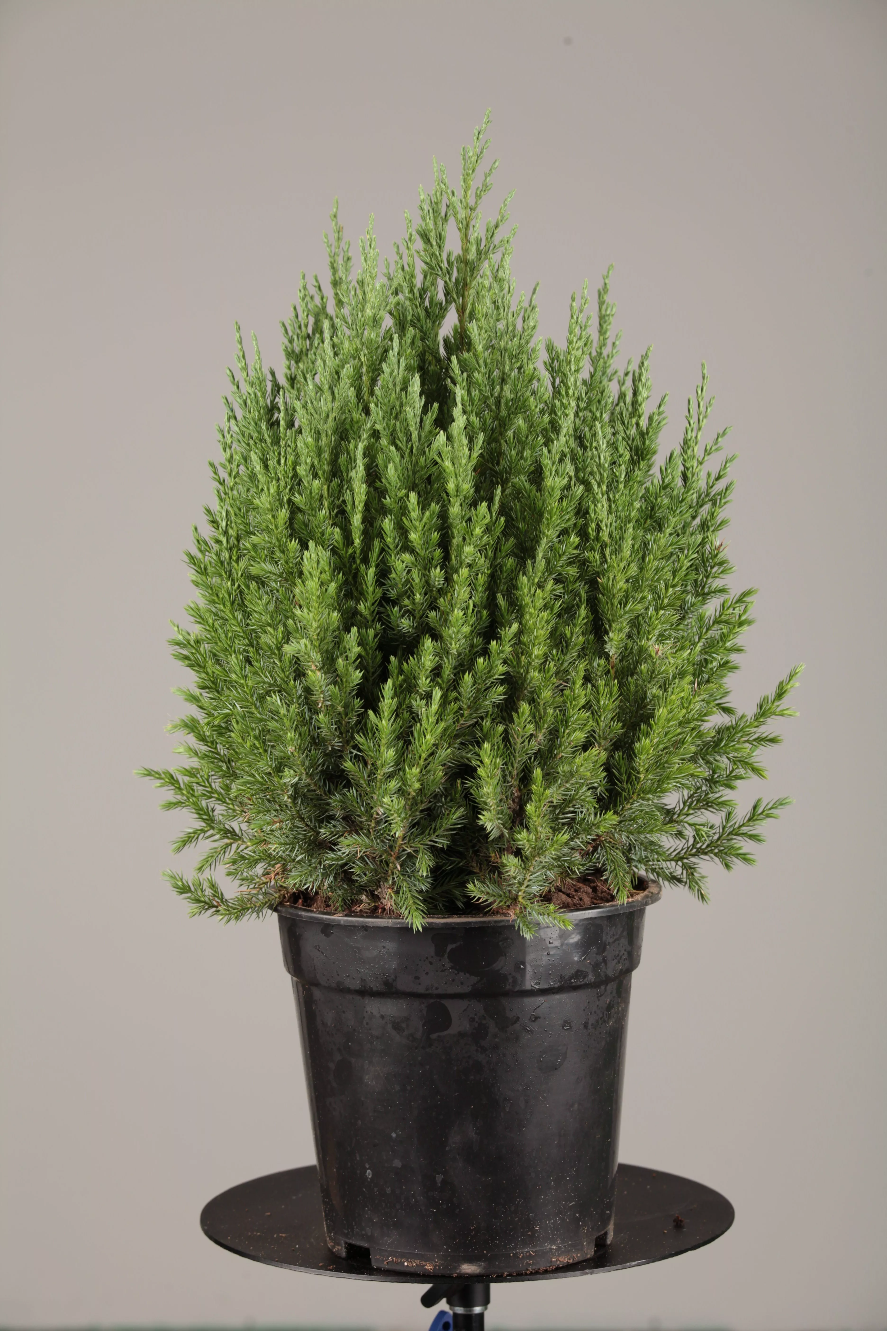Juniperus chinensis 'Stricta', Blauer Kegel-Mooswacholder 'Stricta'