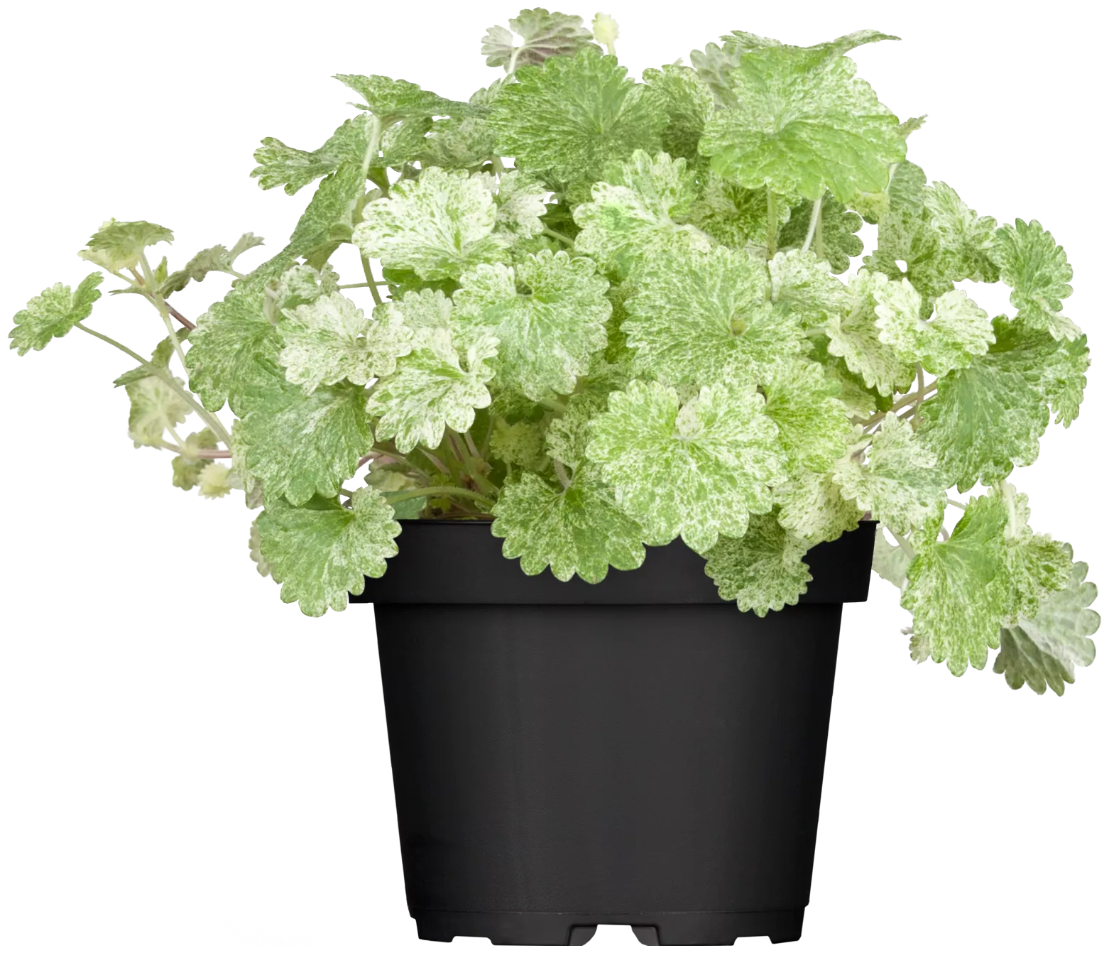 Glechoma hederacea, Gundermann