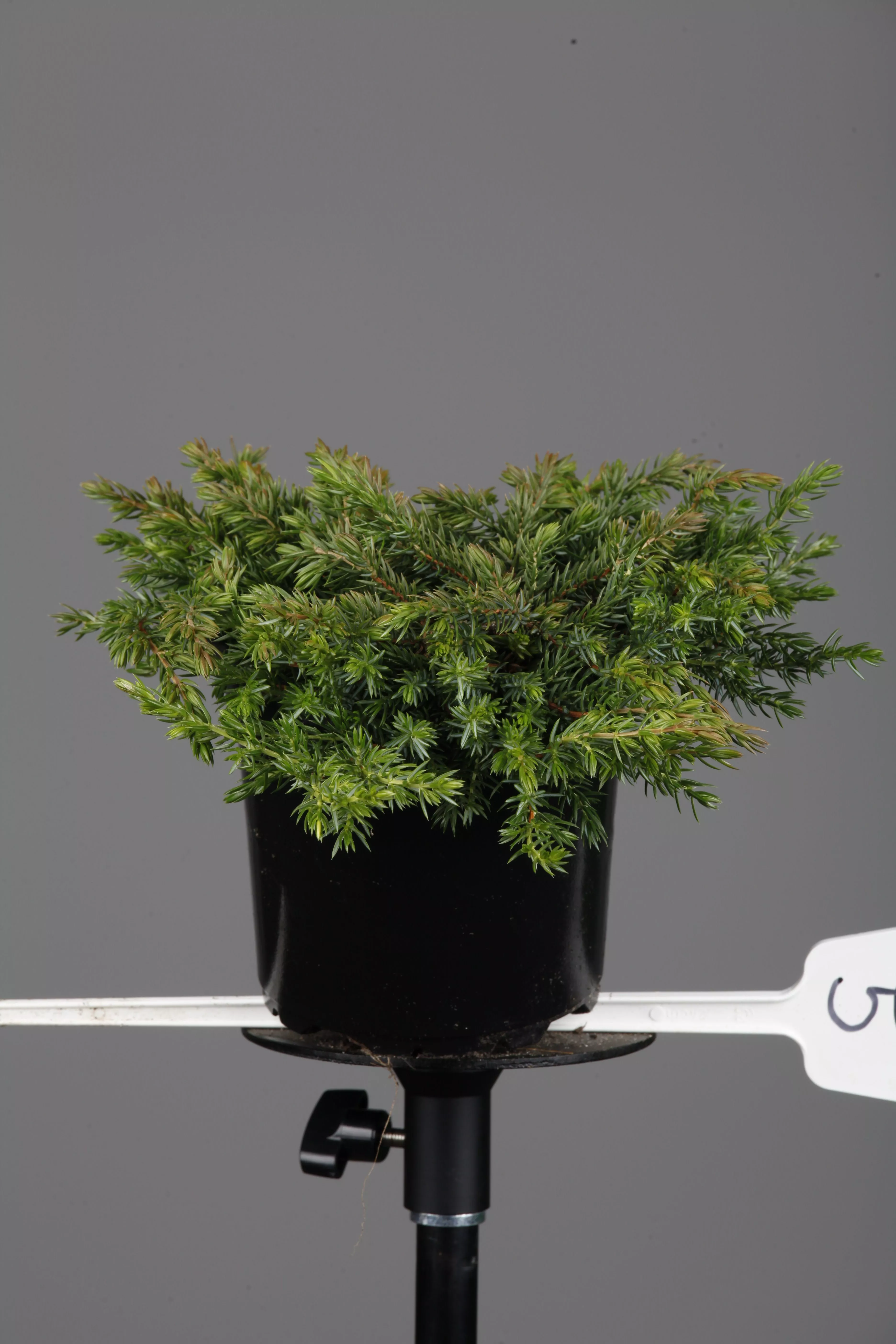 Juniperus communis 'Greenmantle', Wacholder 'Greenmantle'