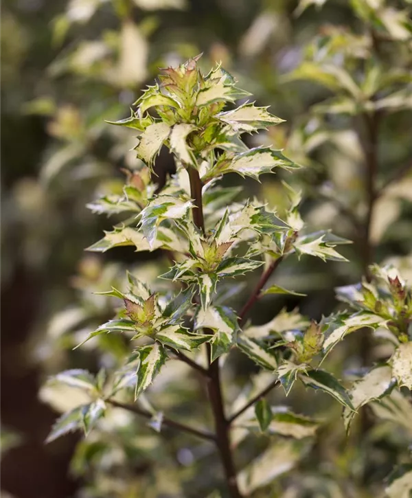 Ilex aquifolium 'White Cream', Stechpalme 'White Cream'