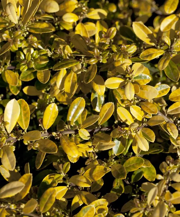 Ilex crenata 'Golden Gem', Gelber Berg-Ilex 'Golden Gem'
