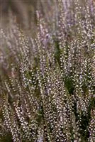 Calluna vulgaris 'Marleen', Besenheide 'Marleen'